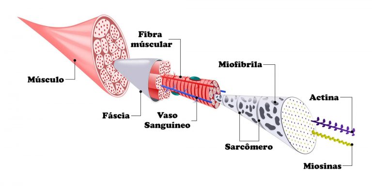 Fáscias e sua importância - Clínica Reactive em São Paulo - SP